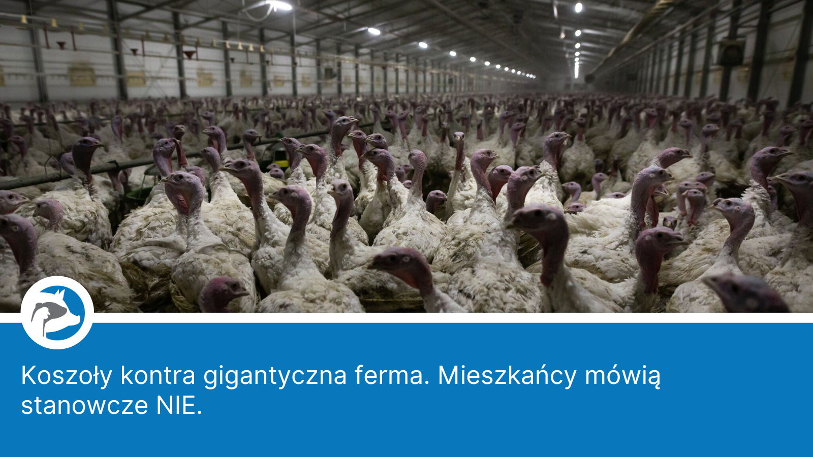 Koszoły przeciwko gigantycznej fermie indyków – głos lokalnej społeczności